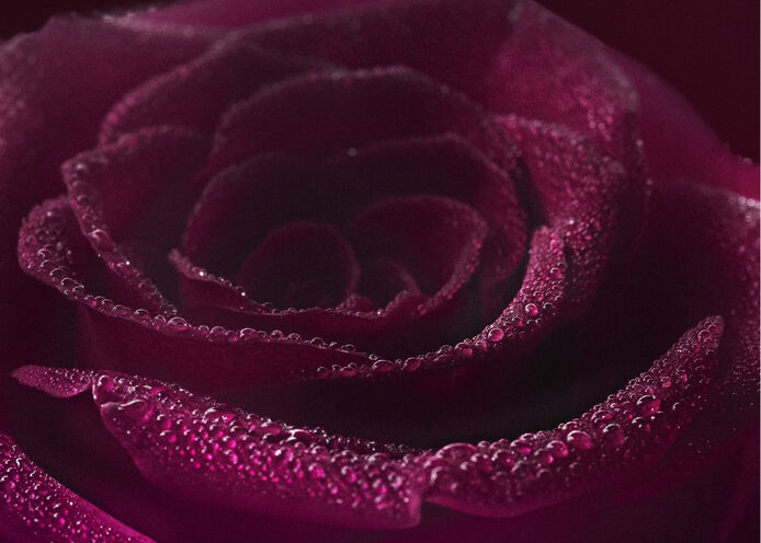 Black Rose Collection