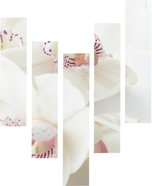 Ginkgo Gua Sha - Sisley Paris